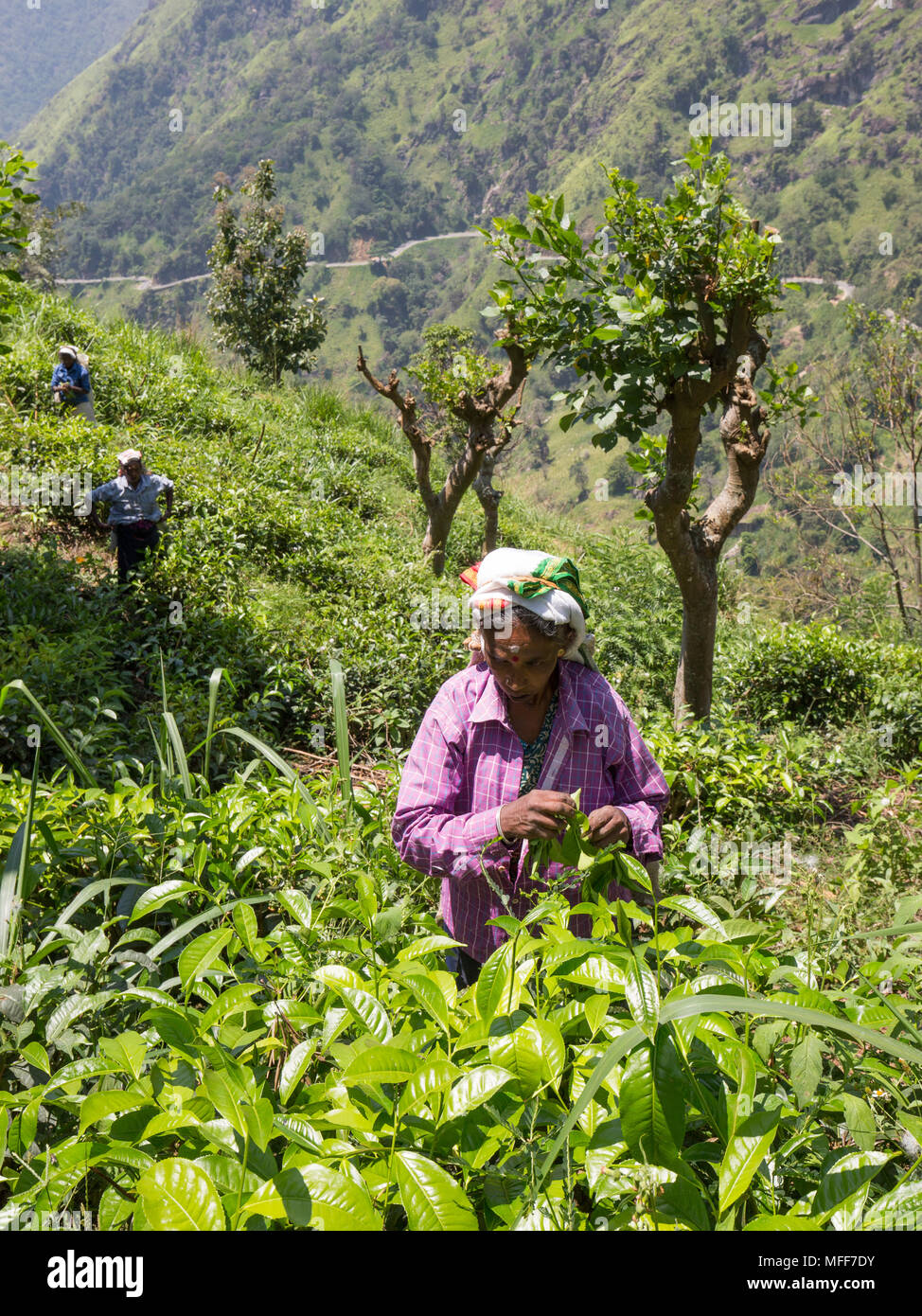 Uva tea hi-res stock photography and images - Alamy