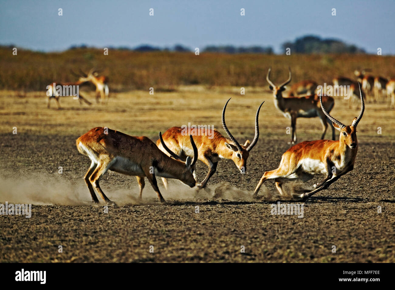 Kafue lechwe hi-res stock photography and images - Alamy