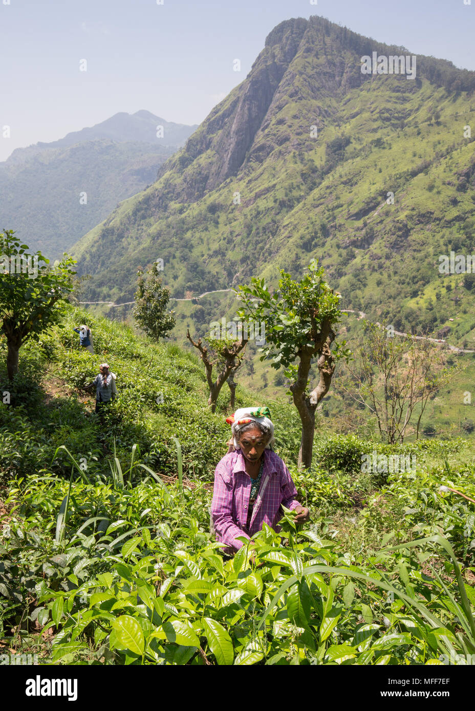 Women picking tea leaves in tea plantation, Ella, Badulla District, Uva ...