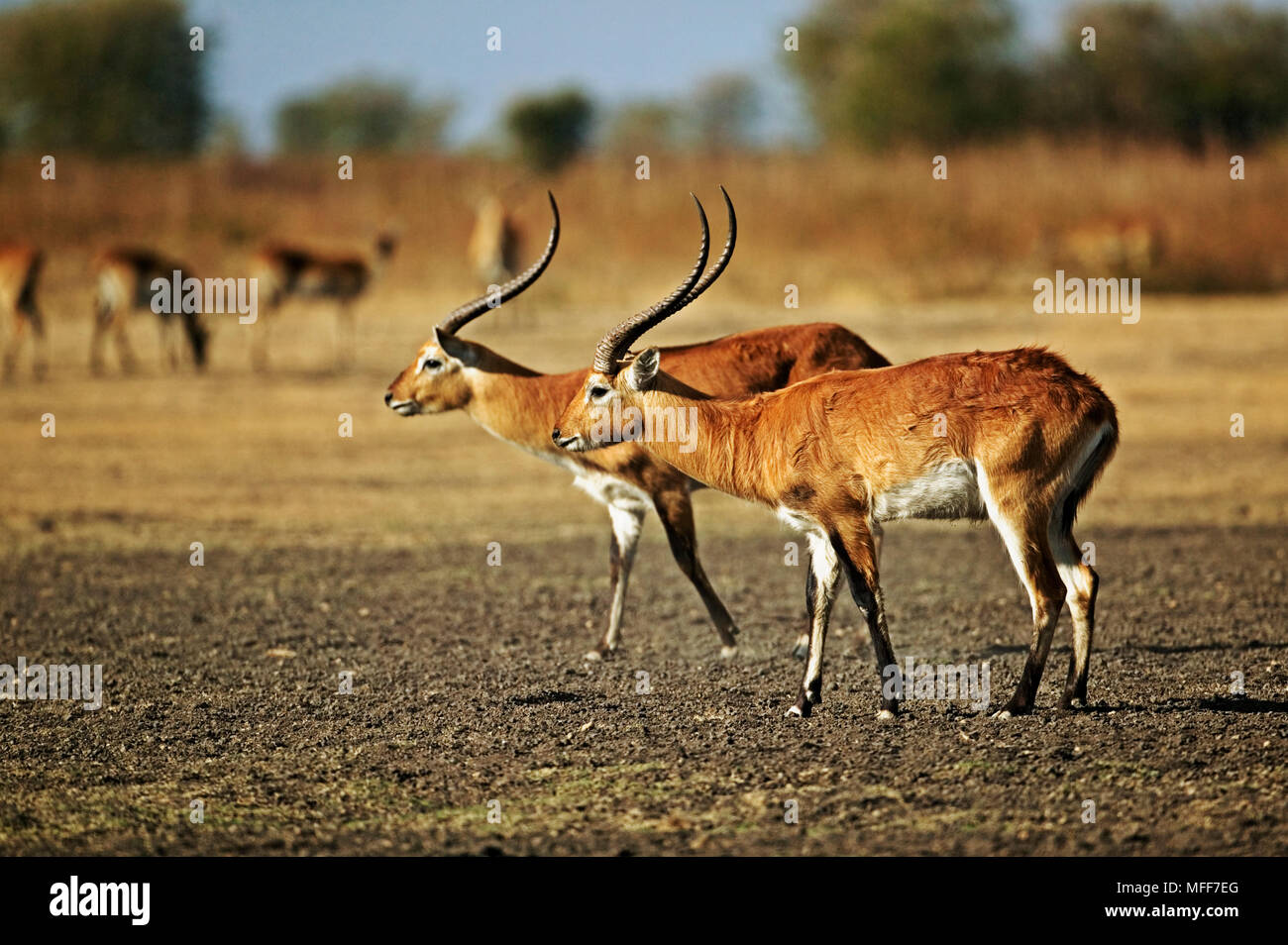 KAFUE LECHWE Kobus leche kafuensis Lochinvar National Park. Zambia ...