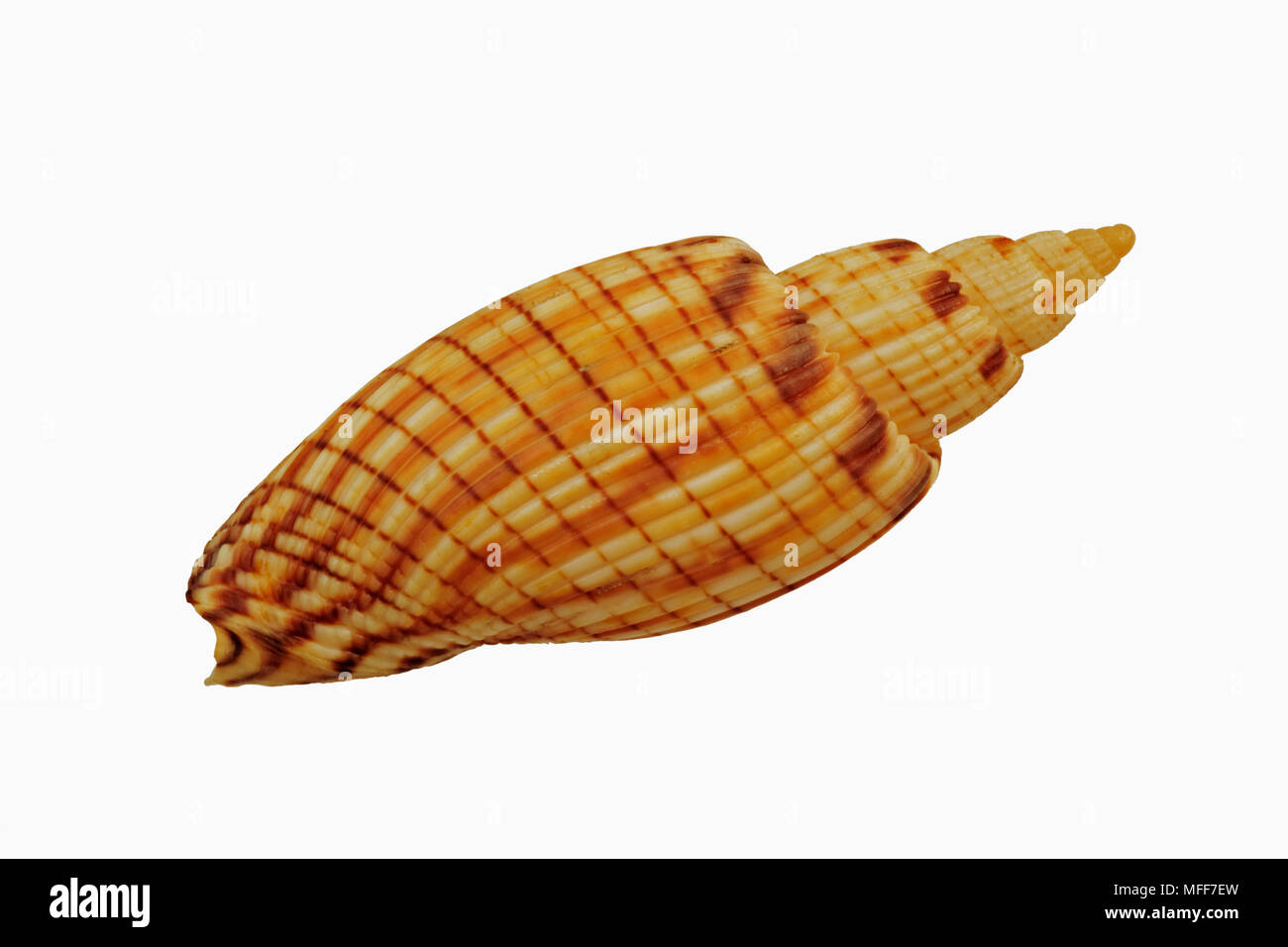 Kurodai hi-res stock photography and images - Alamy