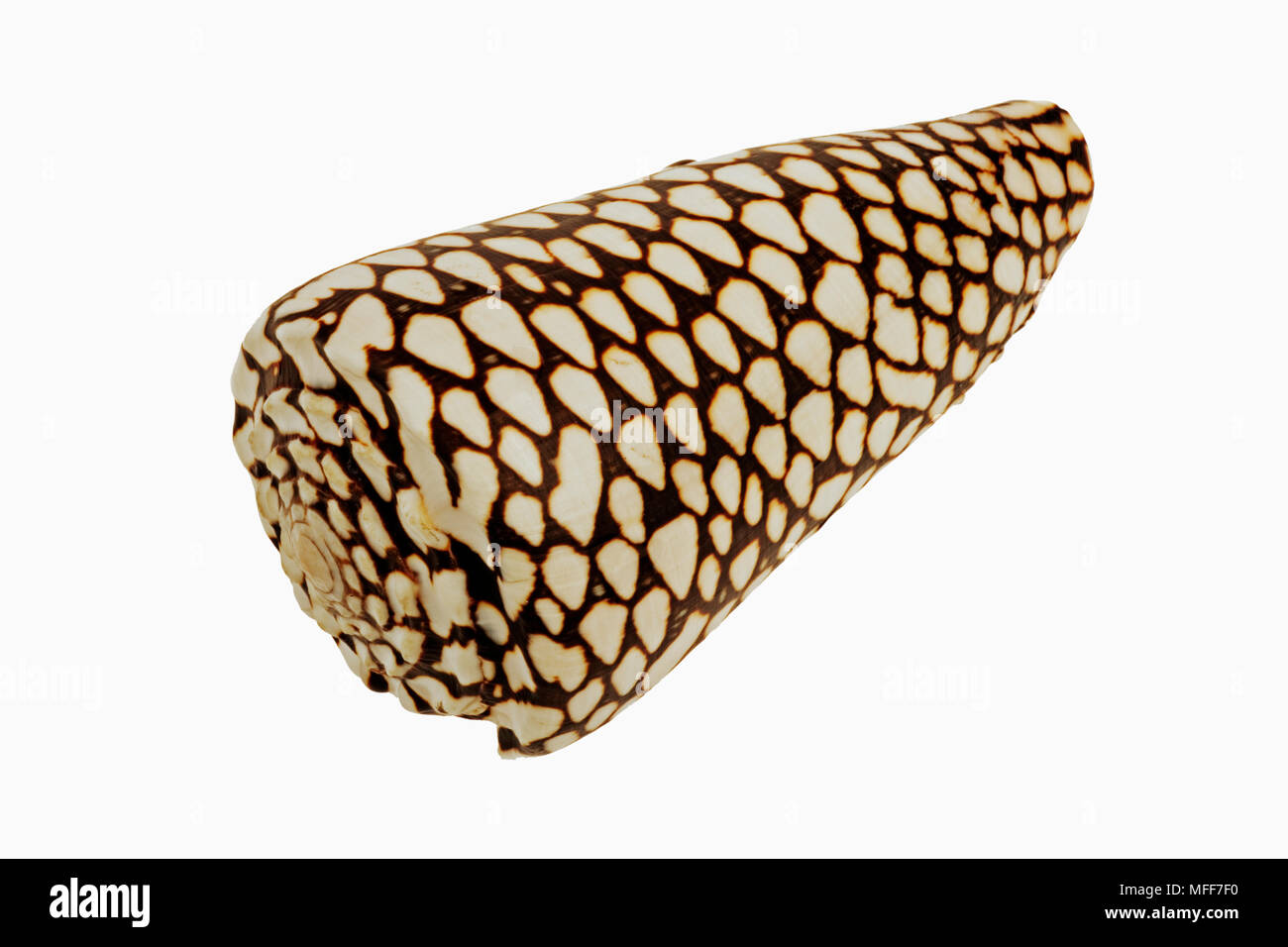 CONE SHELL Marble Cone cut out Conus marmoreus Pacific Ocean Stock ...