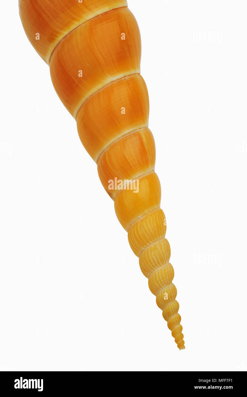 SHIN-BONE TIBIA shell cut out Tibia fusus Pacific ocean Stock Photo - Alamy