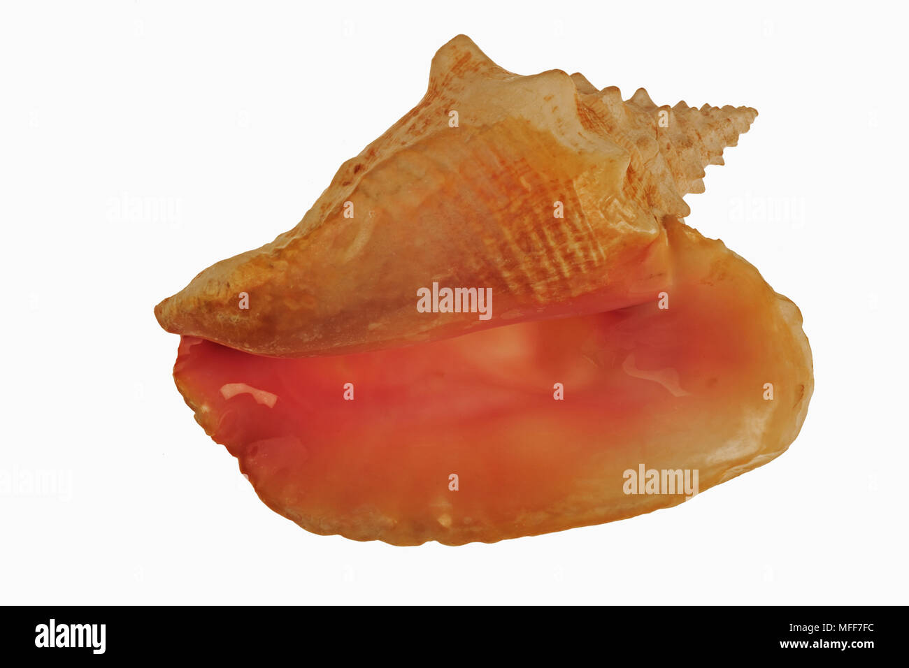 Queen conch strombus gigas northern hi-res stock photography and images ...