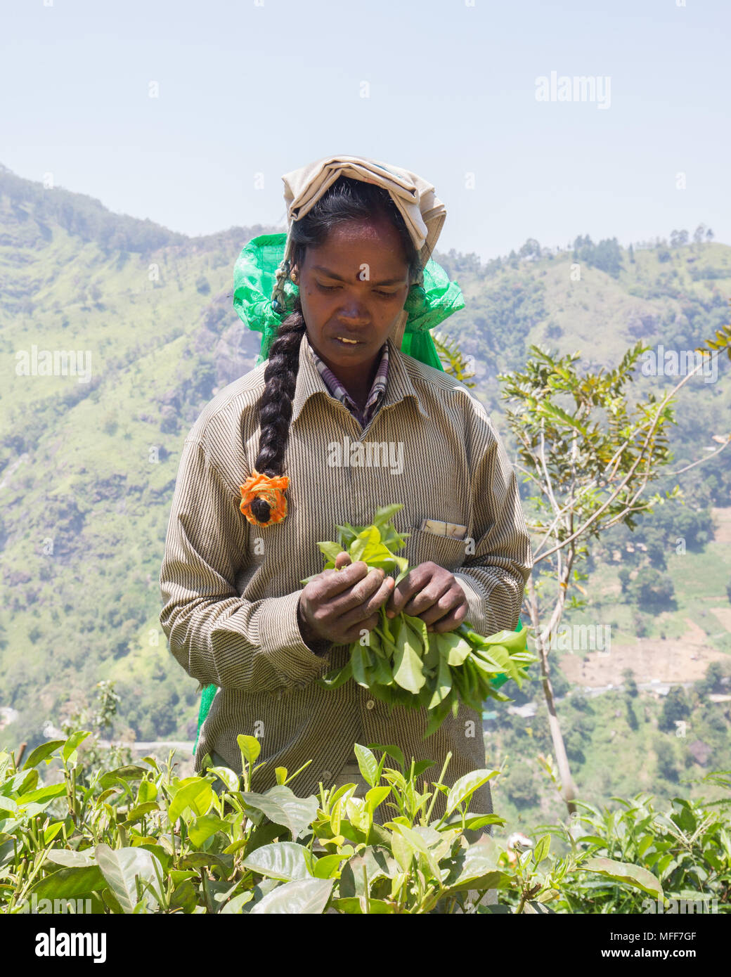 Portrait of woman picking tea leaves in tea plantation, Ella, Badulla ...