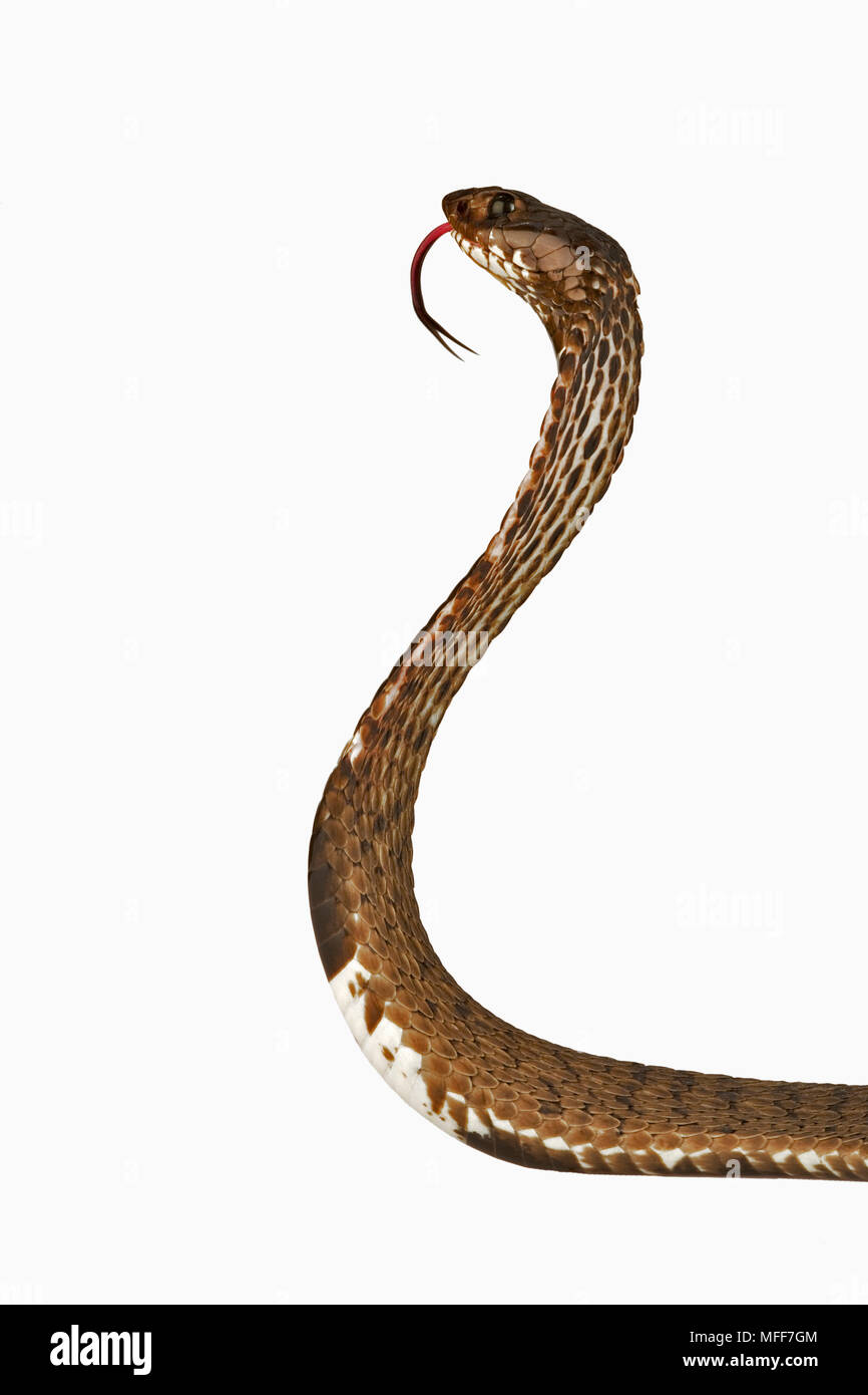 RINKHALS or RING-NECKED SPITTING COBRA Hemachatus haemachatus South ...
