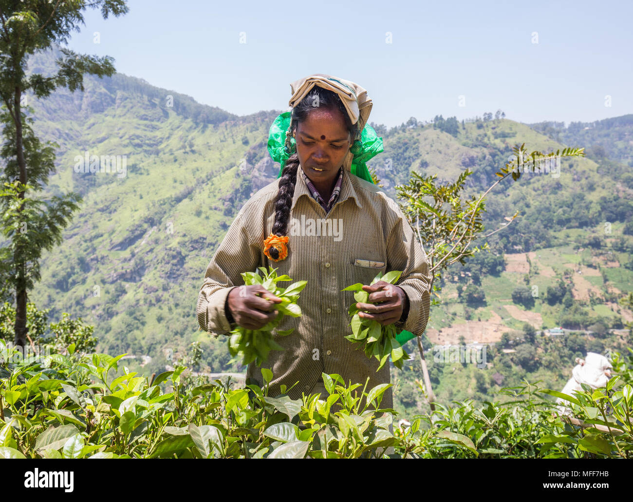 Portrait of woman picking tea leaves in tea plantation, Ella, Badulla ...