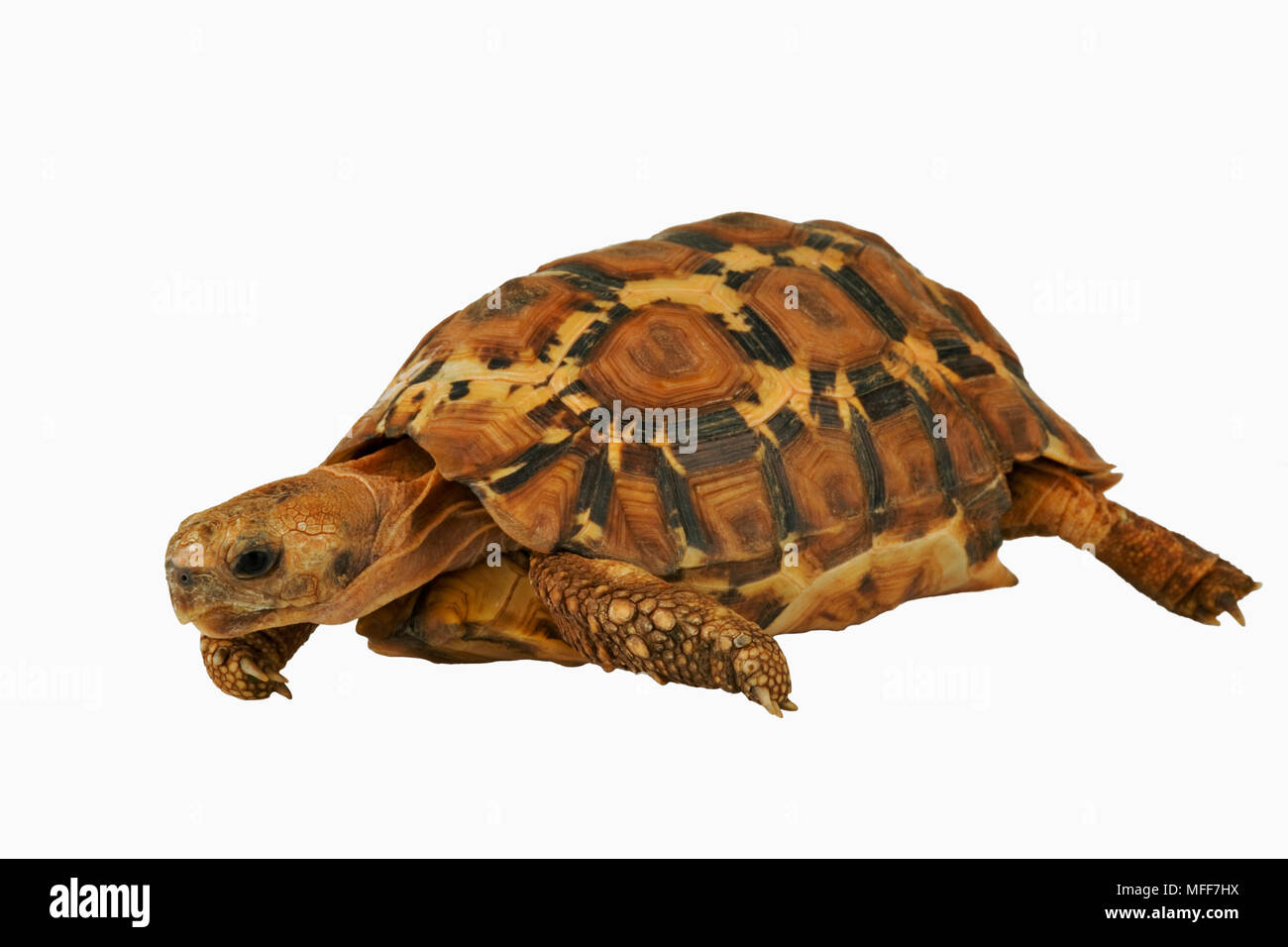 Lobatse hingeback tortoise hi-res stock photography and images - Alamy