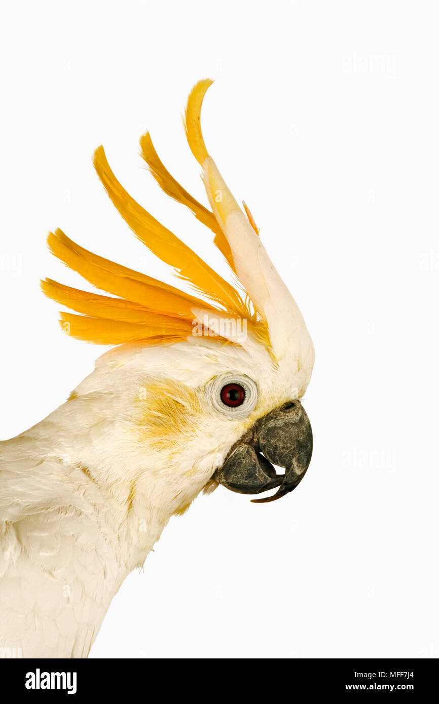 CITRON-CRESTED COCKATOO Cacatua sulphurea citrinocristata smallest of ...