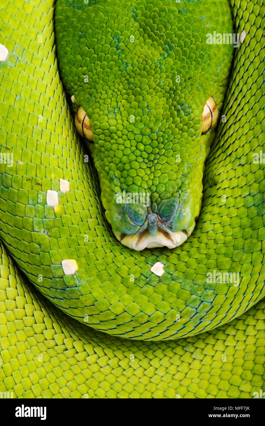 GREEN TREE PYTHON close up Chondropython viridis Distribution ...