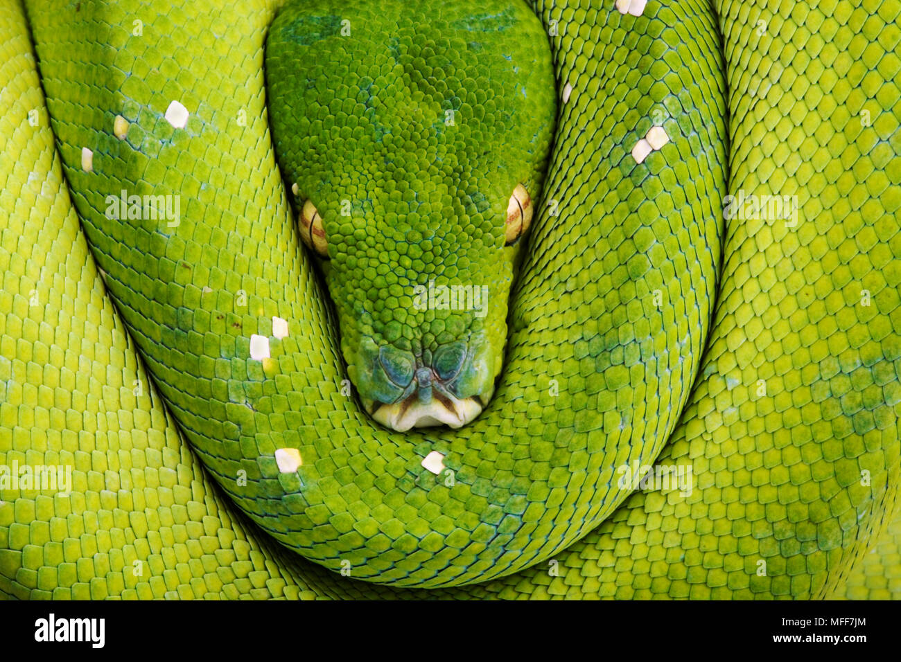 GREEN TREE PYTHON close up Chondropython viridis Distribution ...