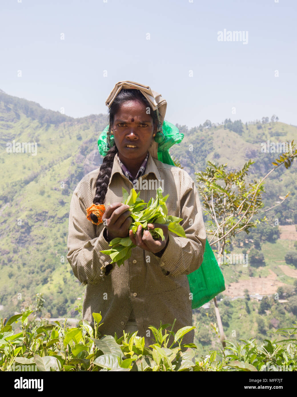 Portrait of woman picking tea leaves in tea plantation, Ella, Badulla ...