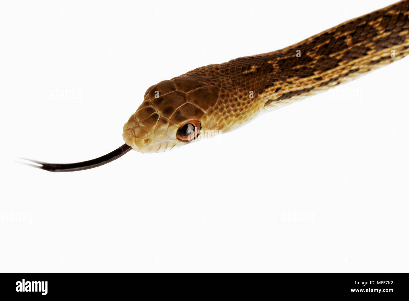 SAN DIEGO GOPHER SNAKE flicking tongue Pituophis melanoleucus annectens ...