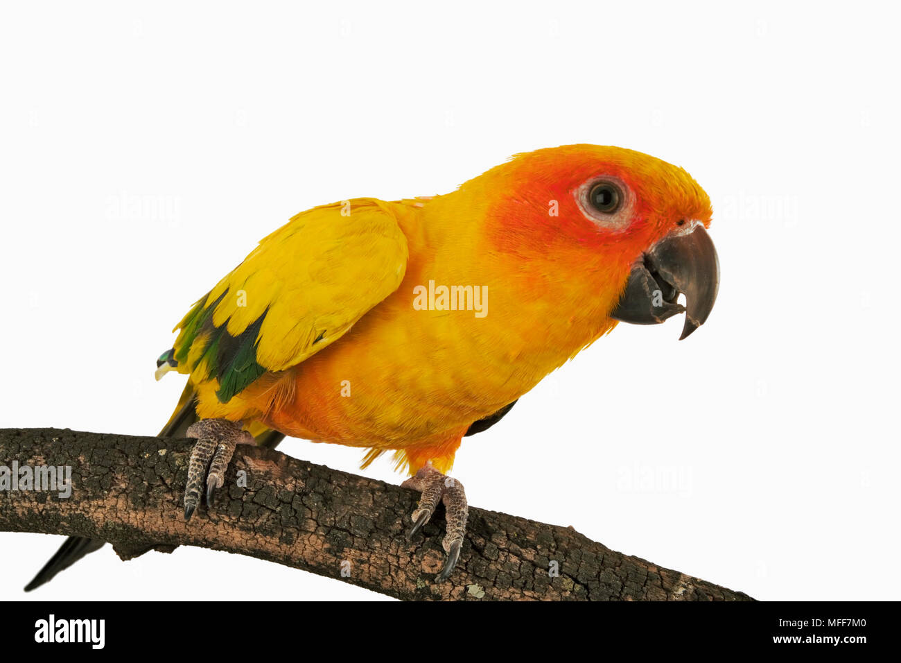 South american conures hi-res stock photography and images - Alamy