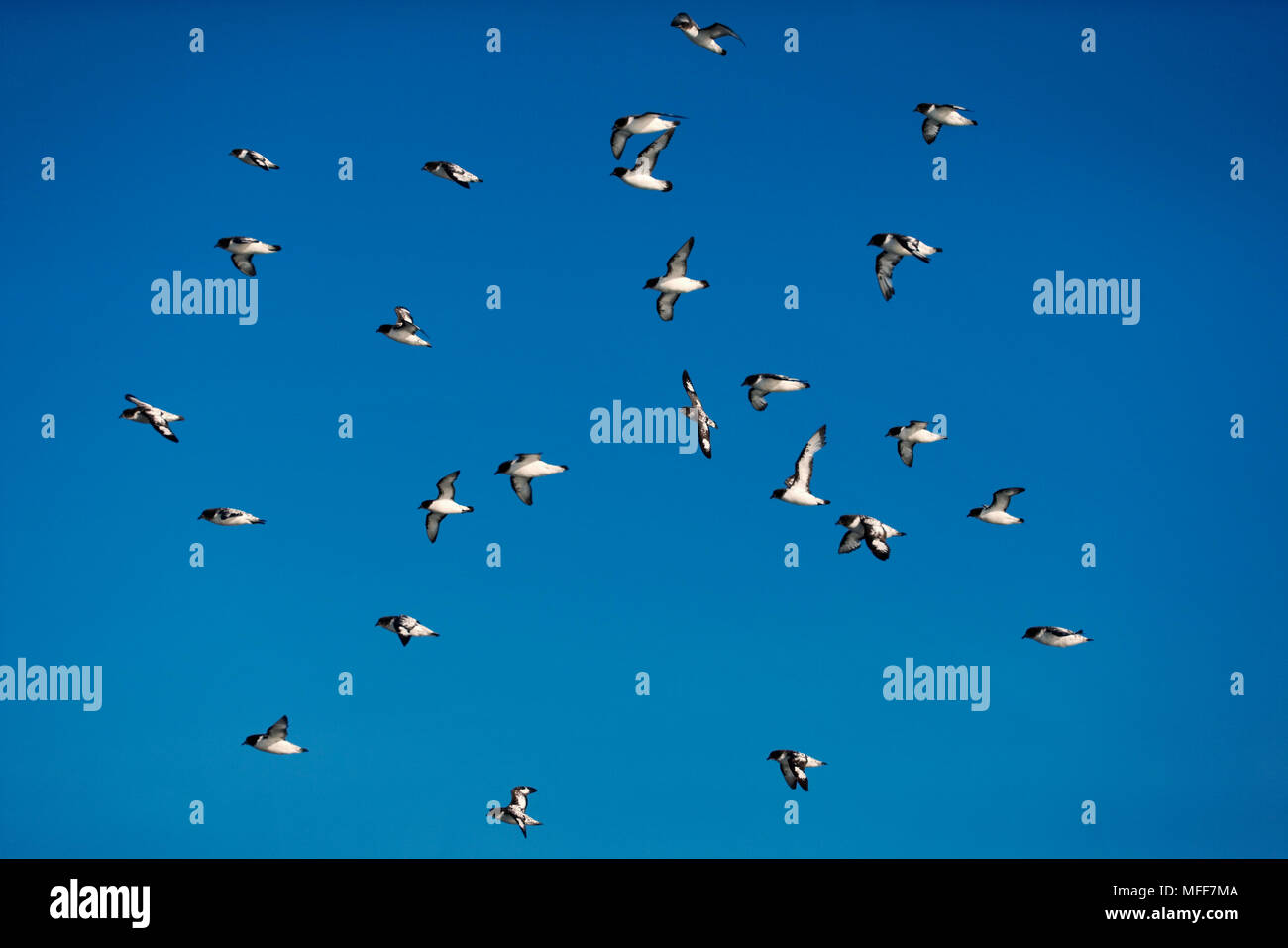 CAPE PETREL flock Daption capense They are colonial birds that will ...