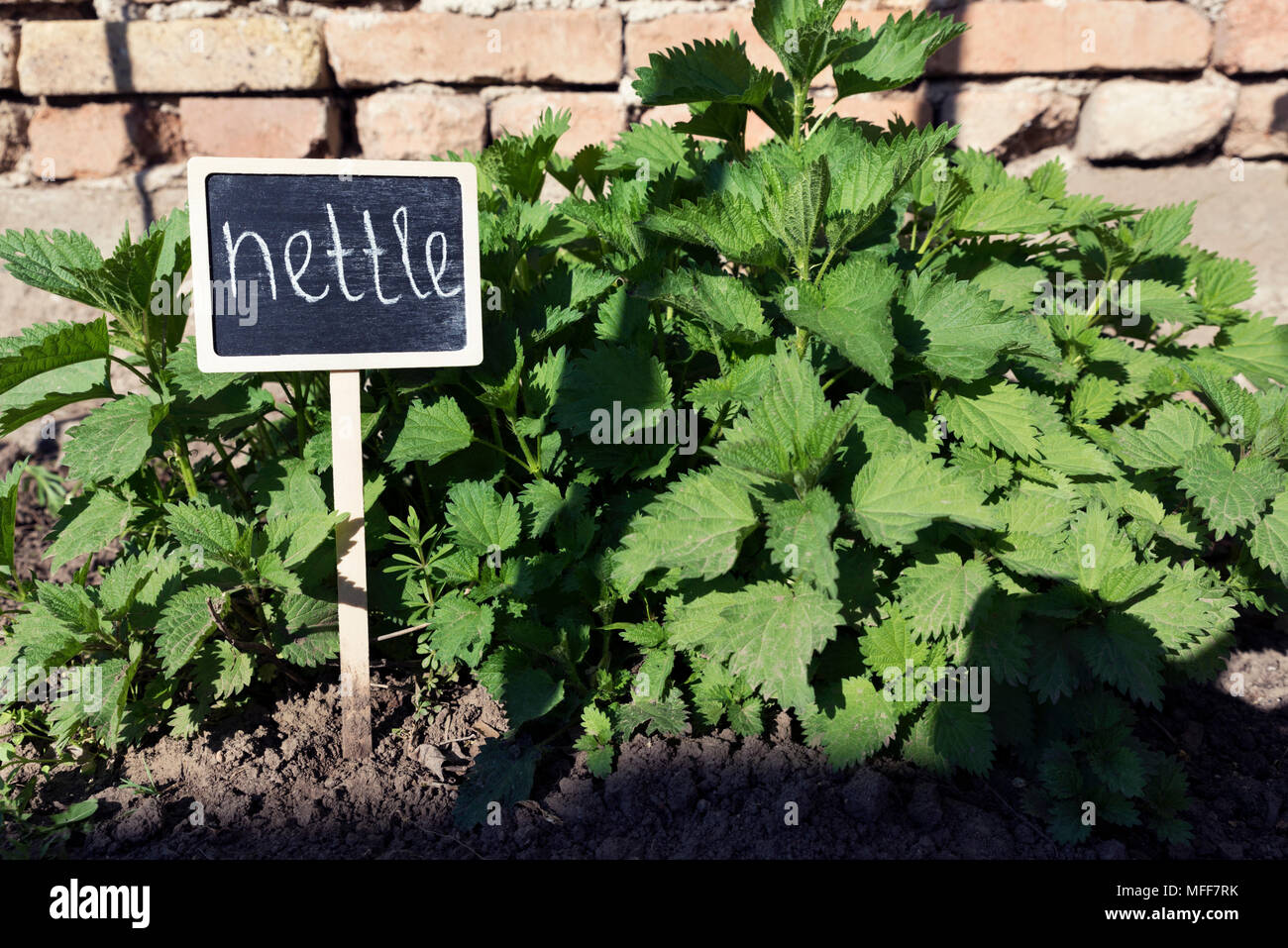 Nettle in a garden with signboard Stock Photo - Alamy