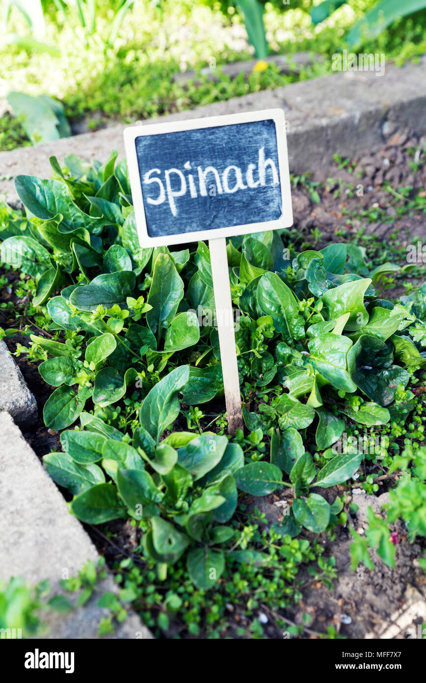Close up of spinach growing in garden hi-res stock photography and ...
