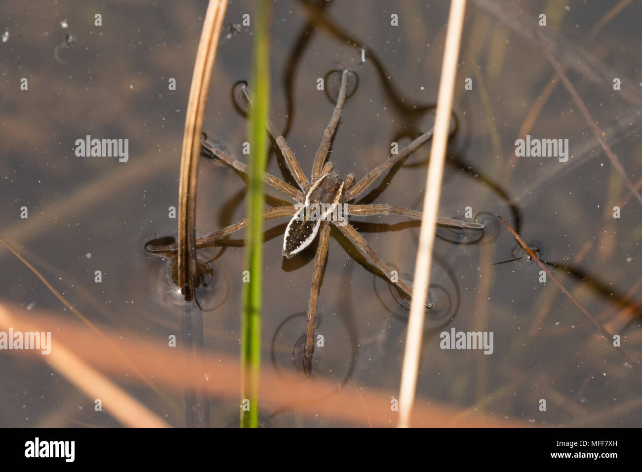 Raft spider (Dolomedes fimbriatus) on a heathland pond in Surrey, UK ...