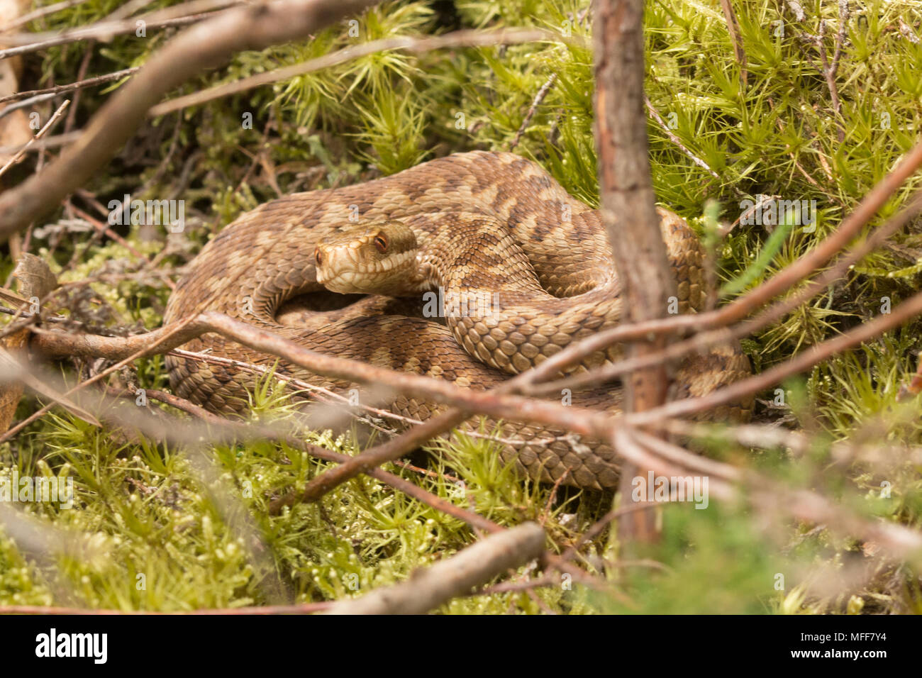 Female adder (Vipera berus) with brown zigzag markings basking on moss ...