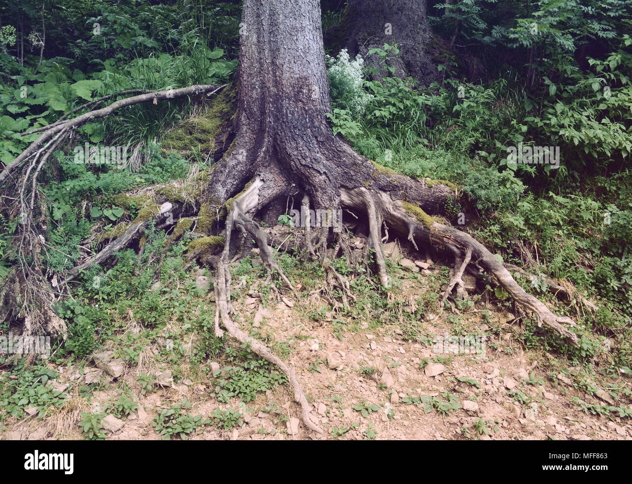 Fir tree roots hi-res stock photography and images - Alamy