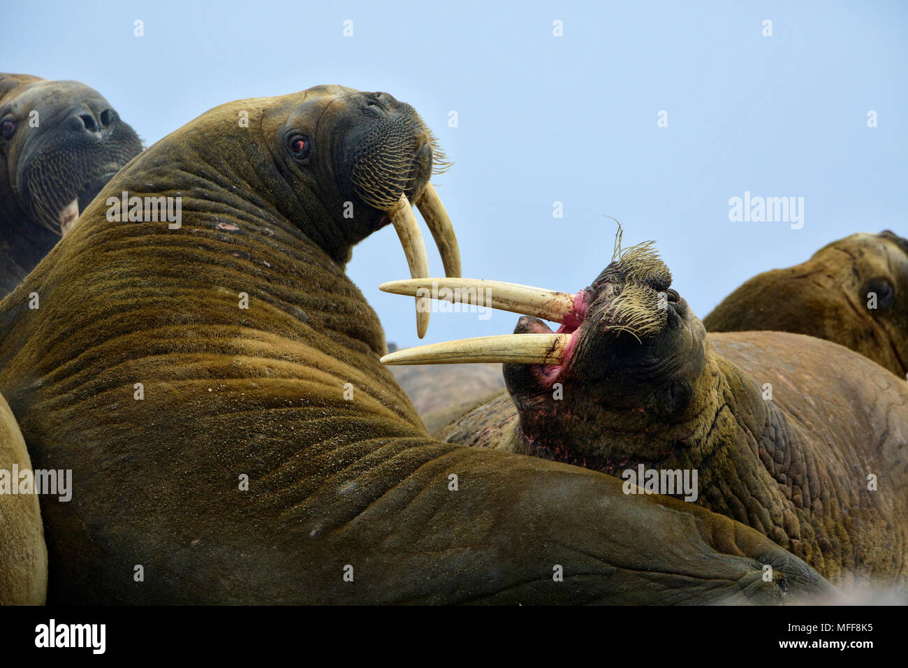 Walrus Odobenus rosmarus on Ringertzøya in Murchisonfjorden Svalbard ...