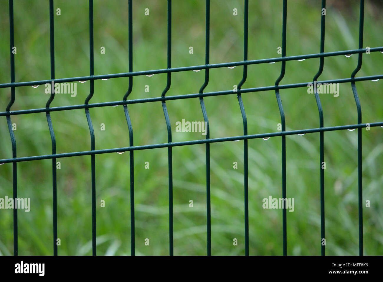 Spring captured. Grid fencing with drops of rain and blurred green ...