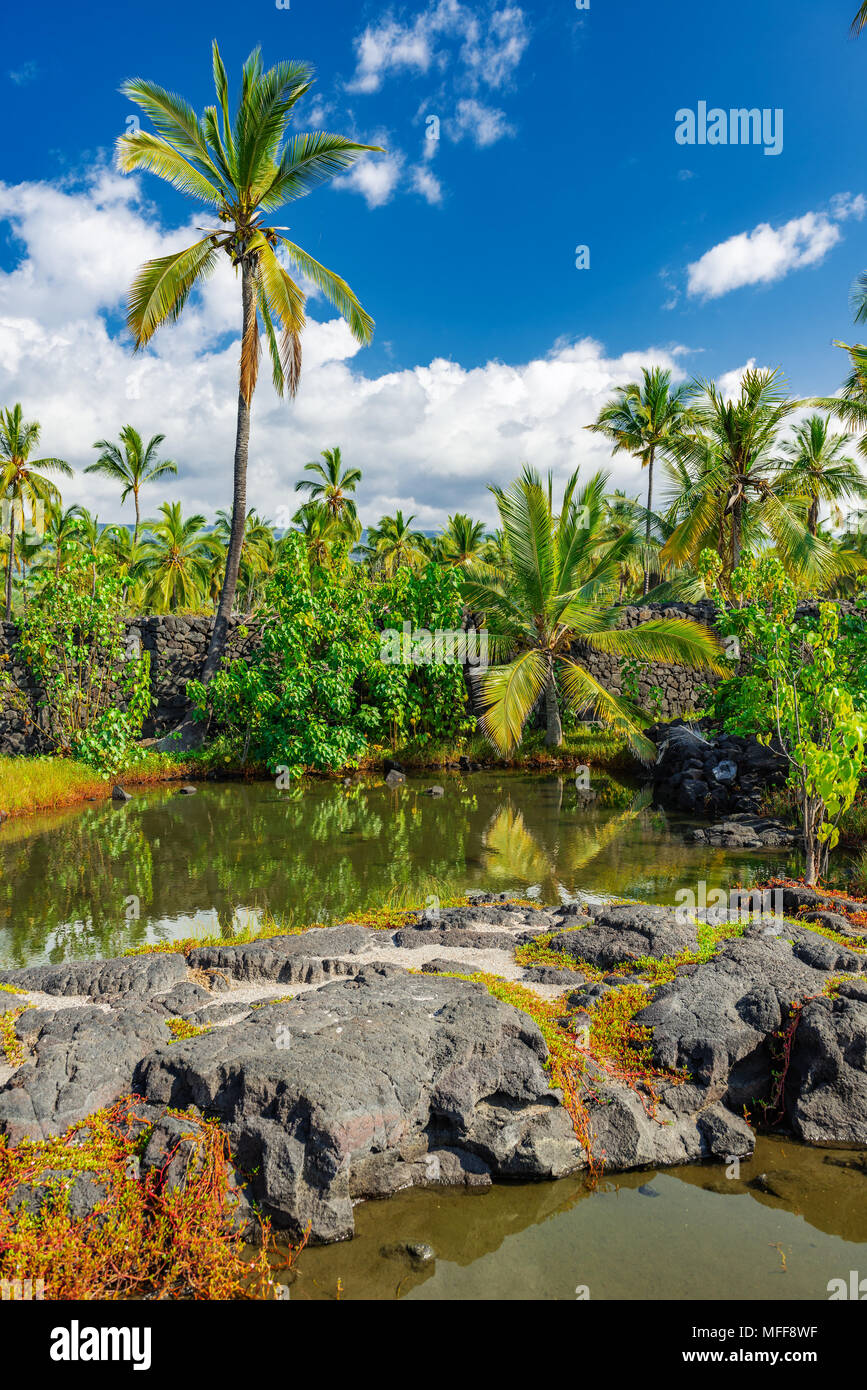 Hawaii fish pond ancient hi-res stock photography and images - Alamy