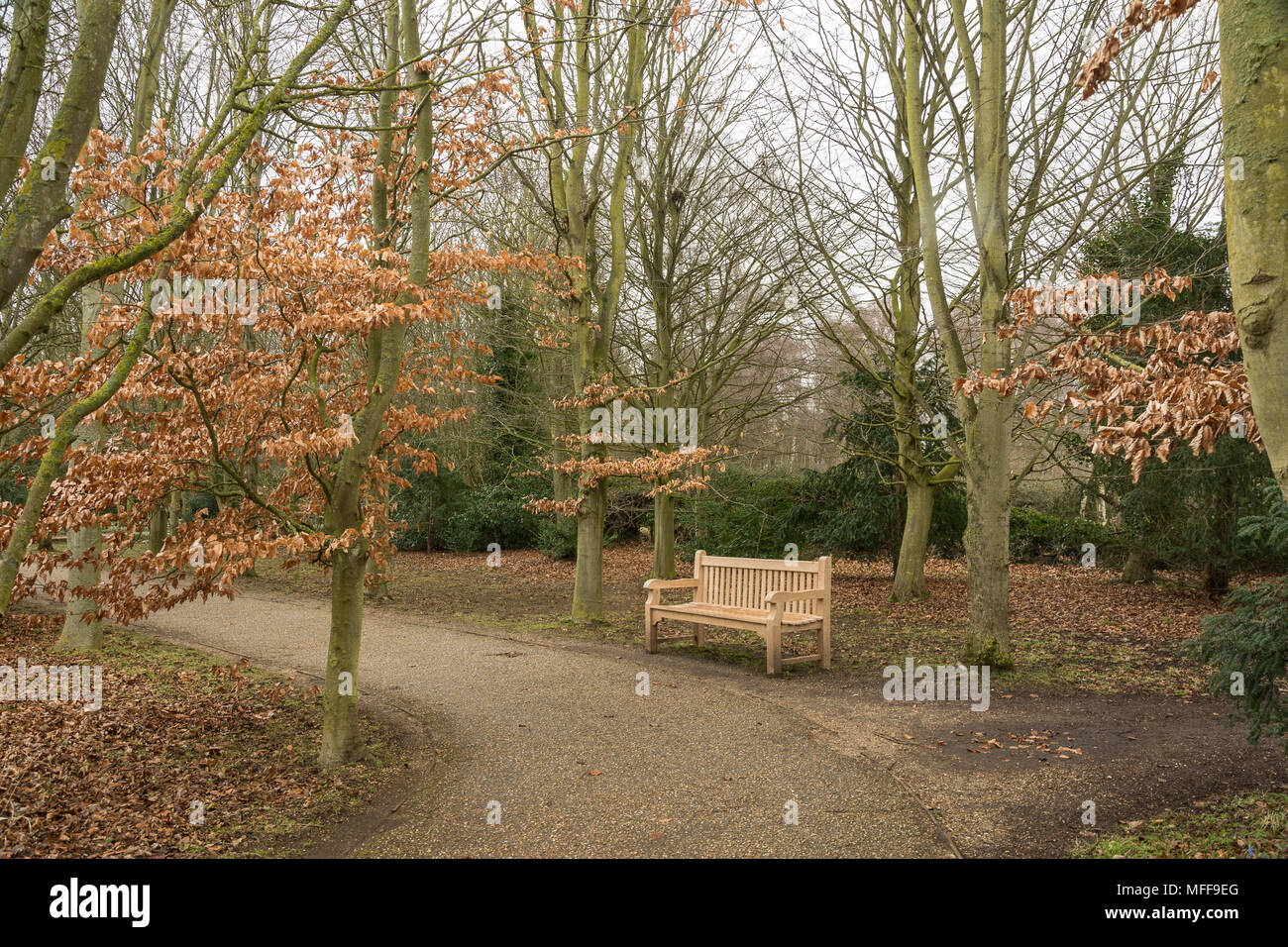 Bench in woodland hi-res stock photography and images - Alamy