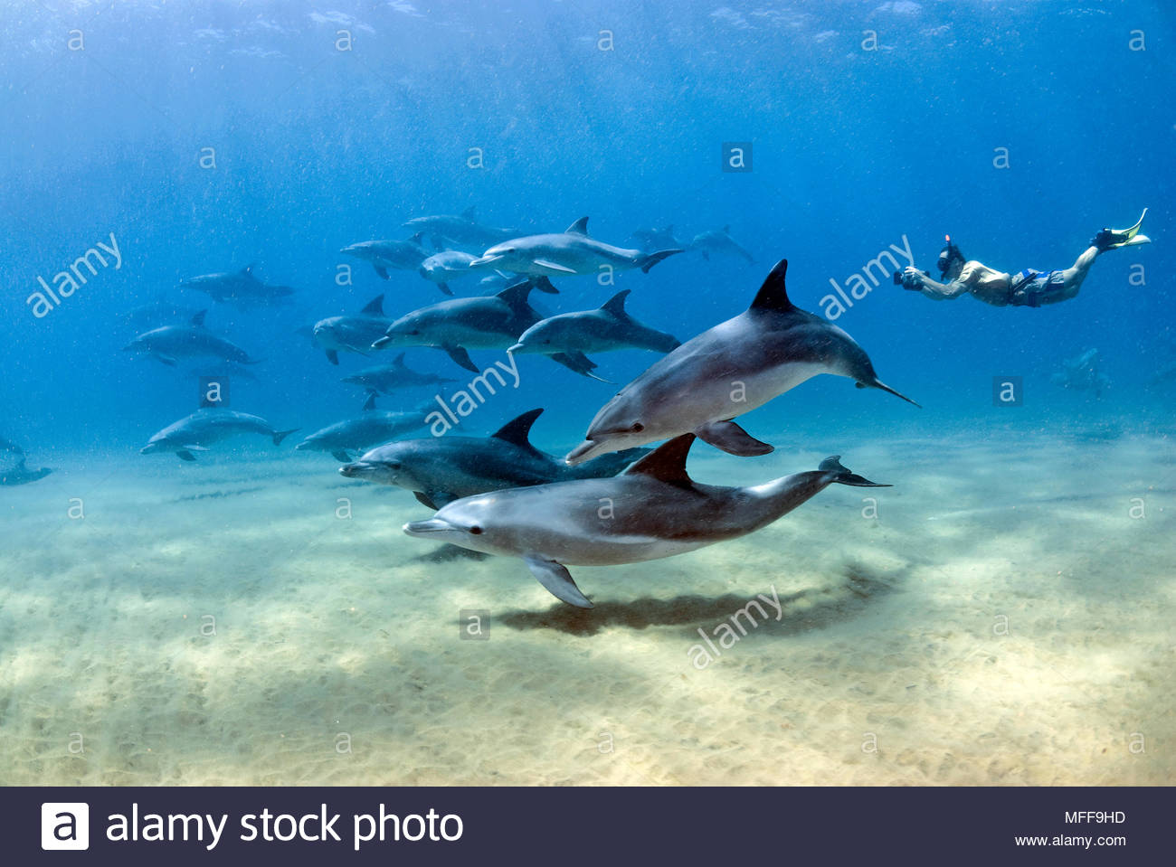 Dolphin Pod Stock Photos & Dolphin Pod Stock Images - Alamy