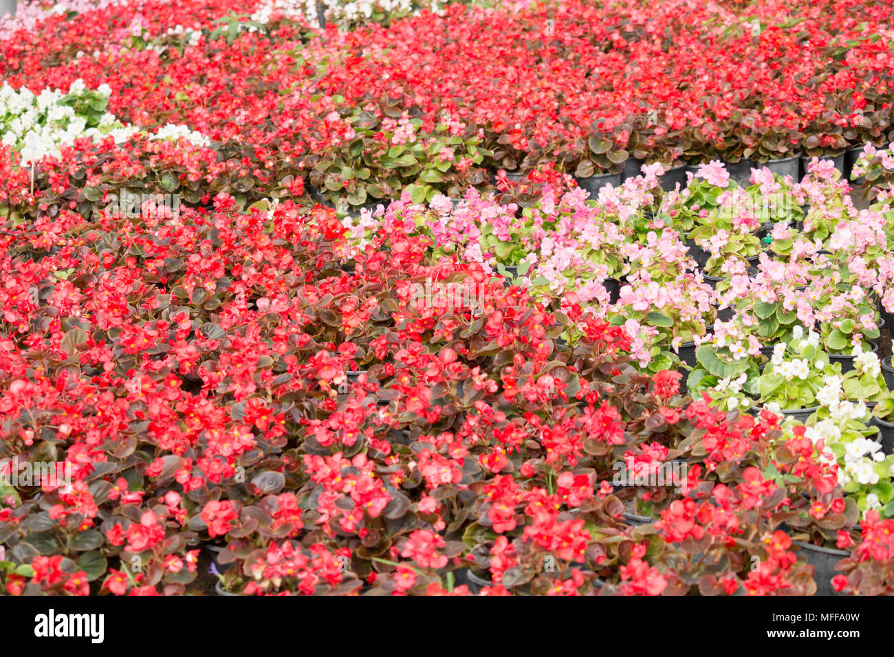 Multi colored shrub hi-res stock photography and images - Alamy