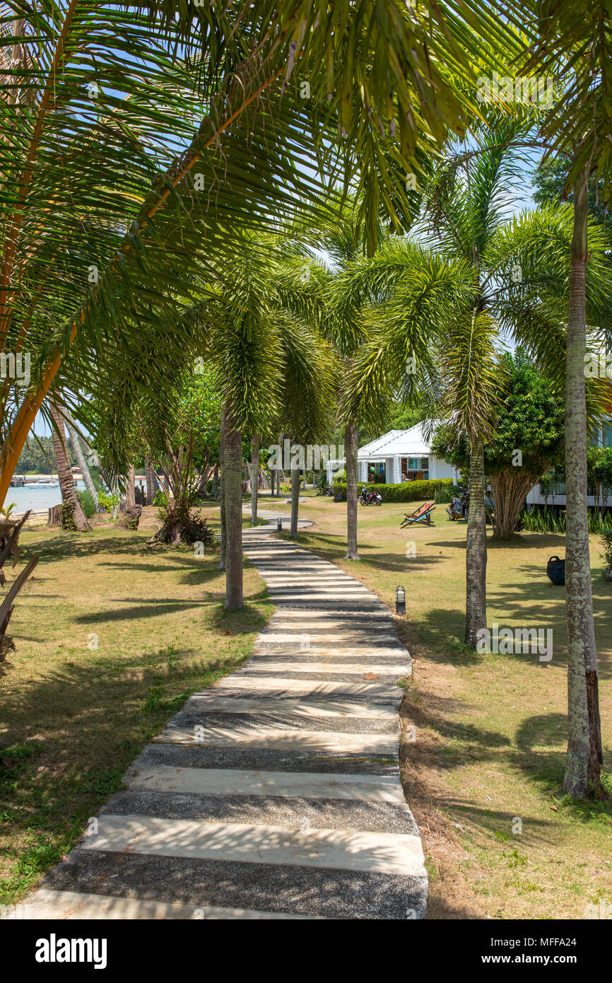 Beautiful walkway palm trees on hi-res stock photography and images - Alamy