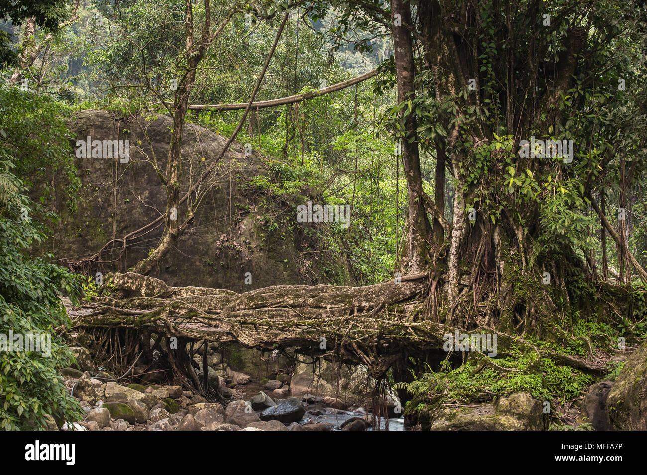 Double decker living root bridge hi-res stock photography and images ...