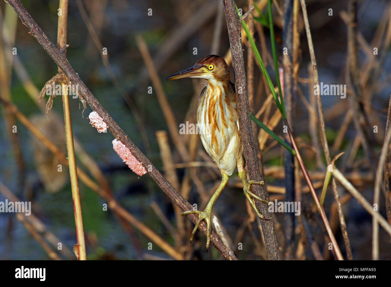 Yellow bittern ixobrychus sinensis hi-res stock photography and images ...