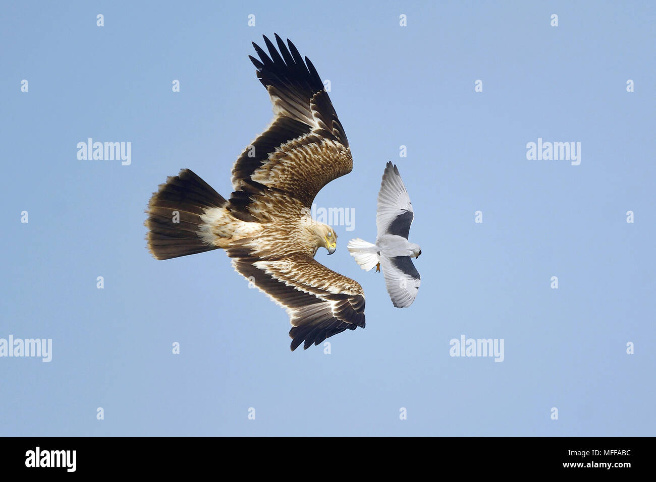 Eagle mobbed hi-res stock photography and images - Alamy