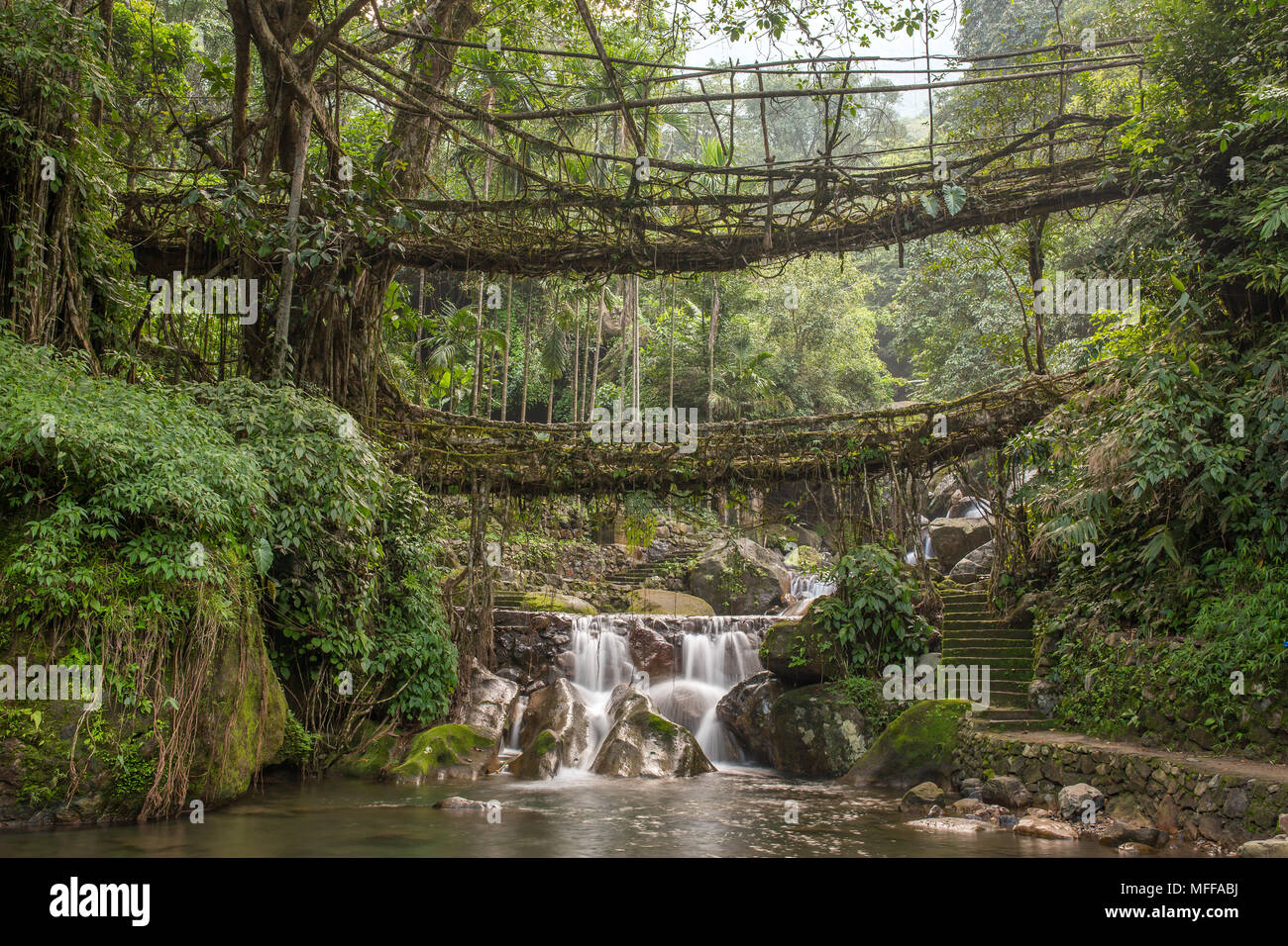 Famous Double Decker living roots bridge near Nongriat village ...