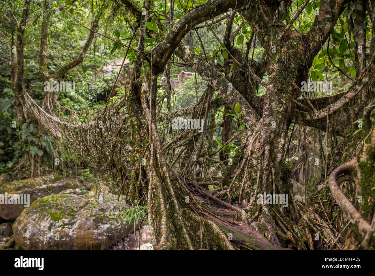 Living roots bridge near Nongriat village, Cherrapunjee, Meghalaya ...