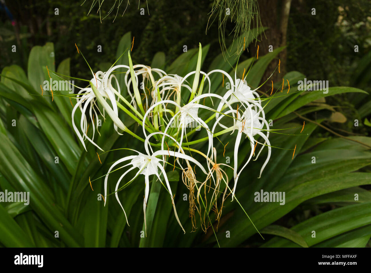Spider lilies flowers hi-res stock photography and images - Alamy