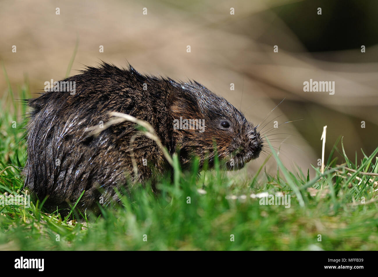 Water vole Arvicola Terrestris uk Stock Photo - Alamy