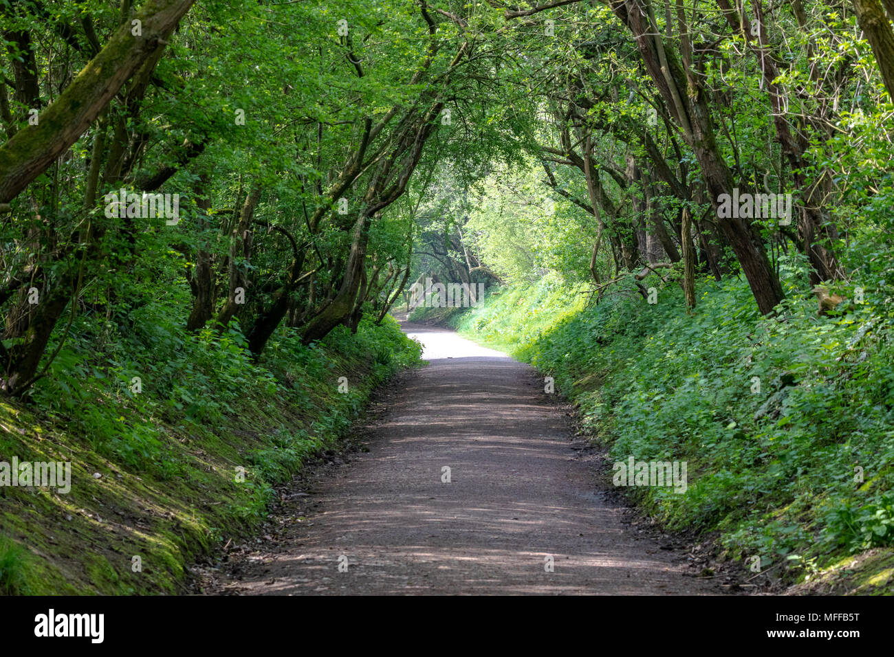 A bird came down the walk hi-res stock photography and images - Alamy