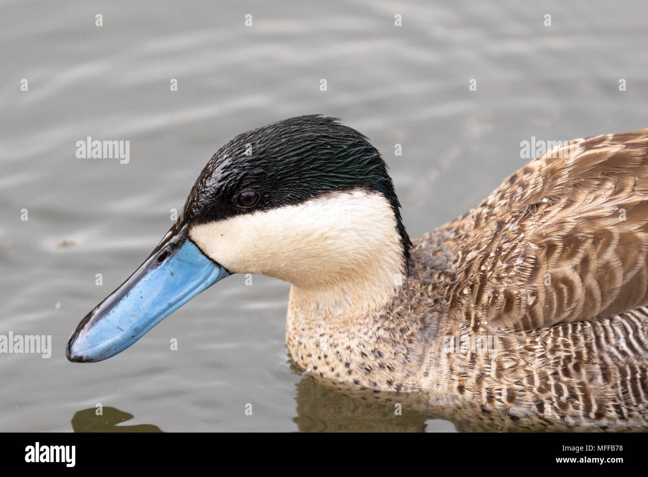 Blue bill duck hi-res stock photography and images - Alamy
