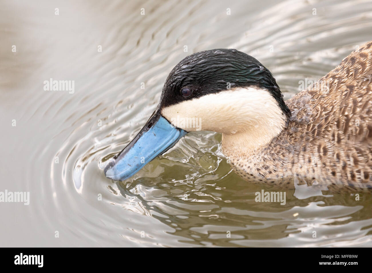 Close up detail of the head of a Puna teal duck (Spatula puna) swimming ...