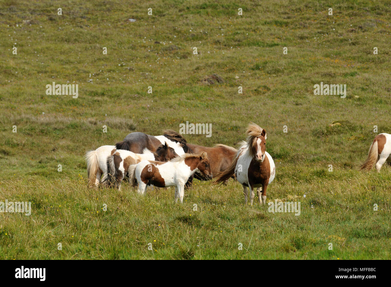 Field with shetland ponies hi-res stock photography and images - Alamy