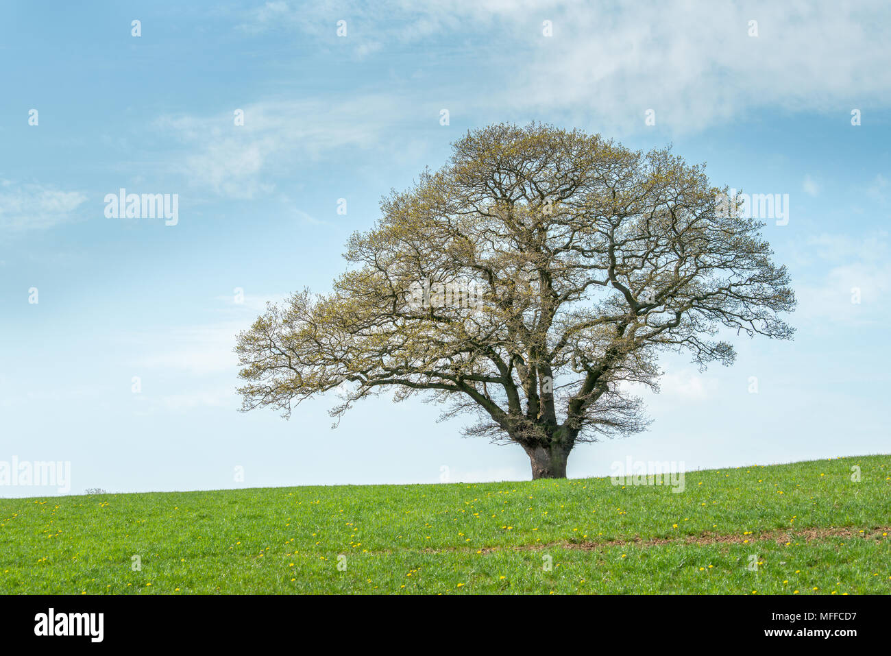 English sole hi-res stock photography and images - Alamy