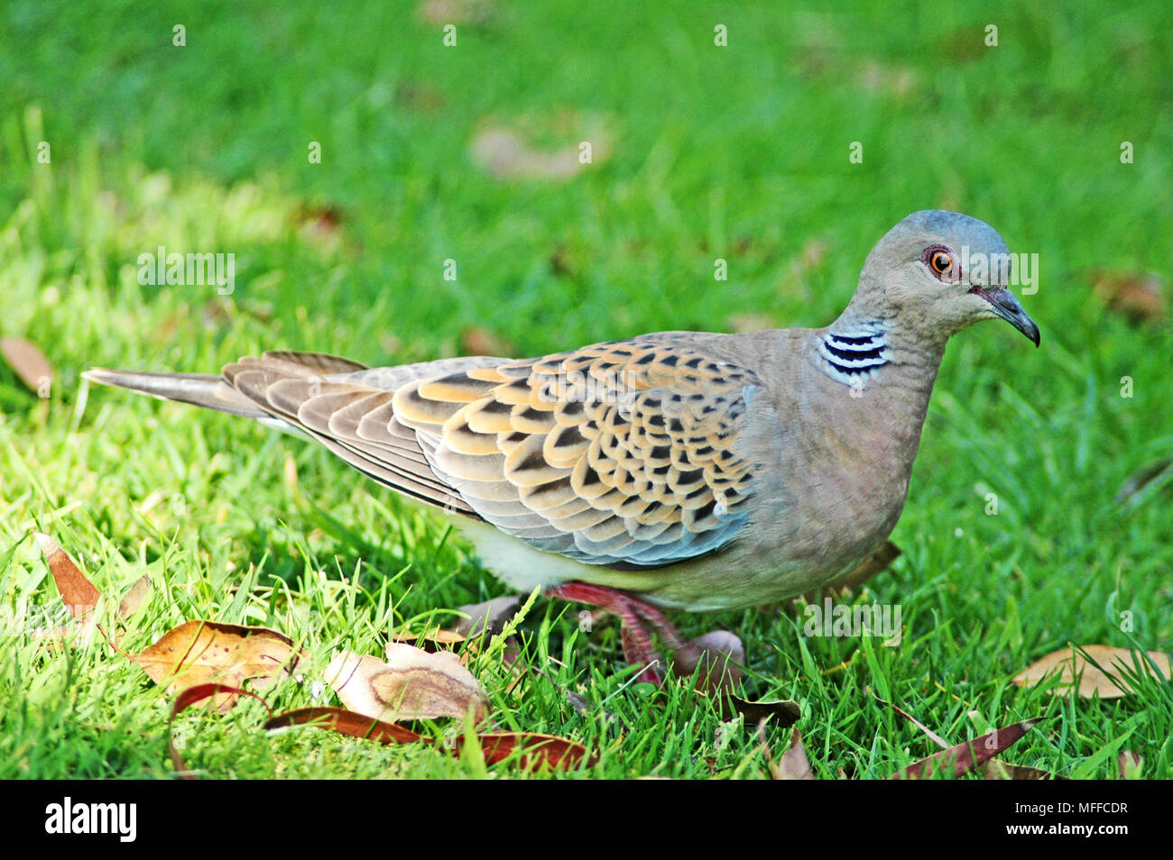 Turtle doves england hi-res stock photography and images - Alamy