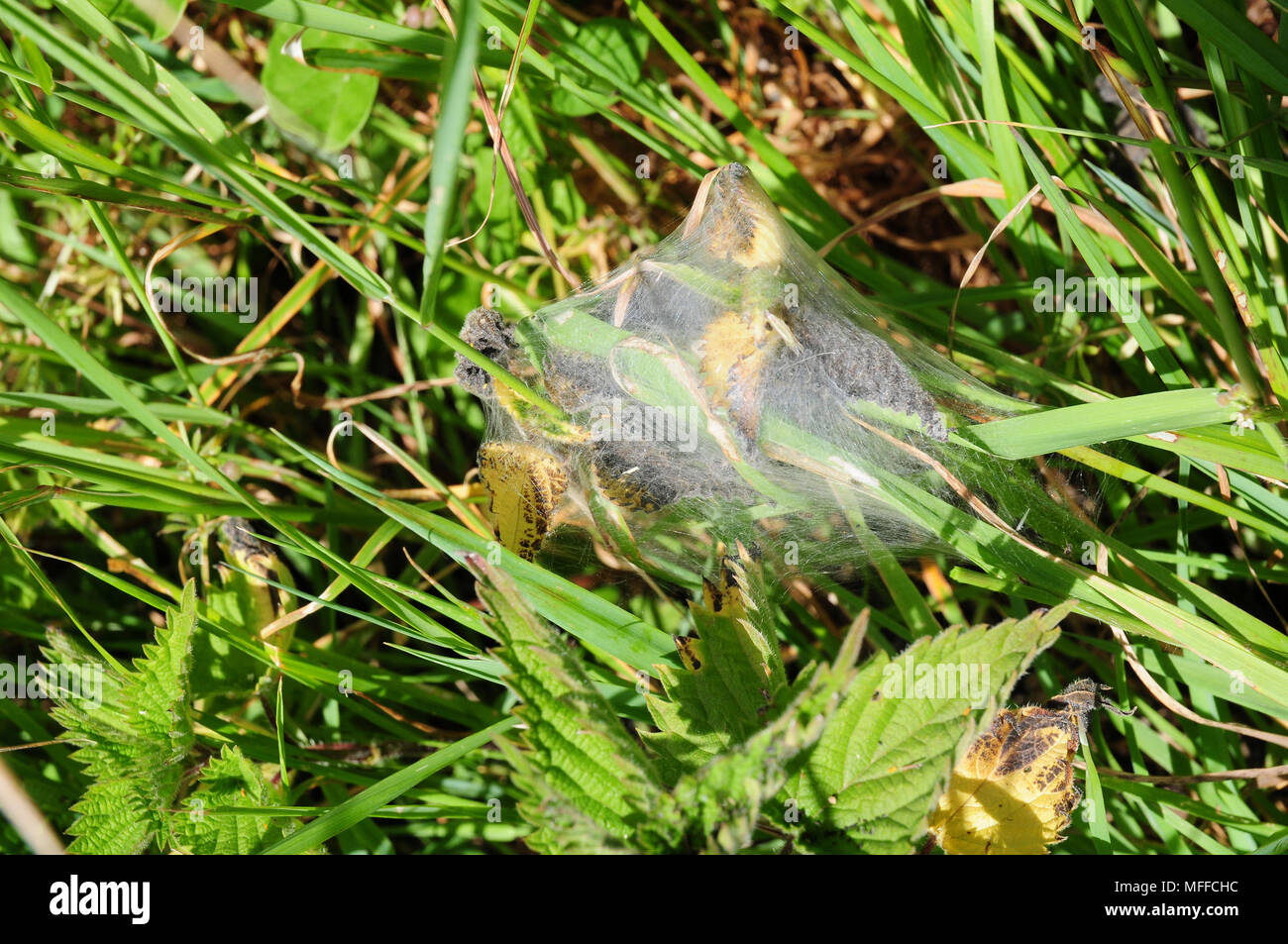 Nest of Peacock Butterfly (Inachis io) caterpillars on old stinging ...