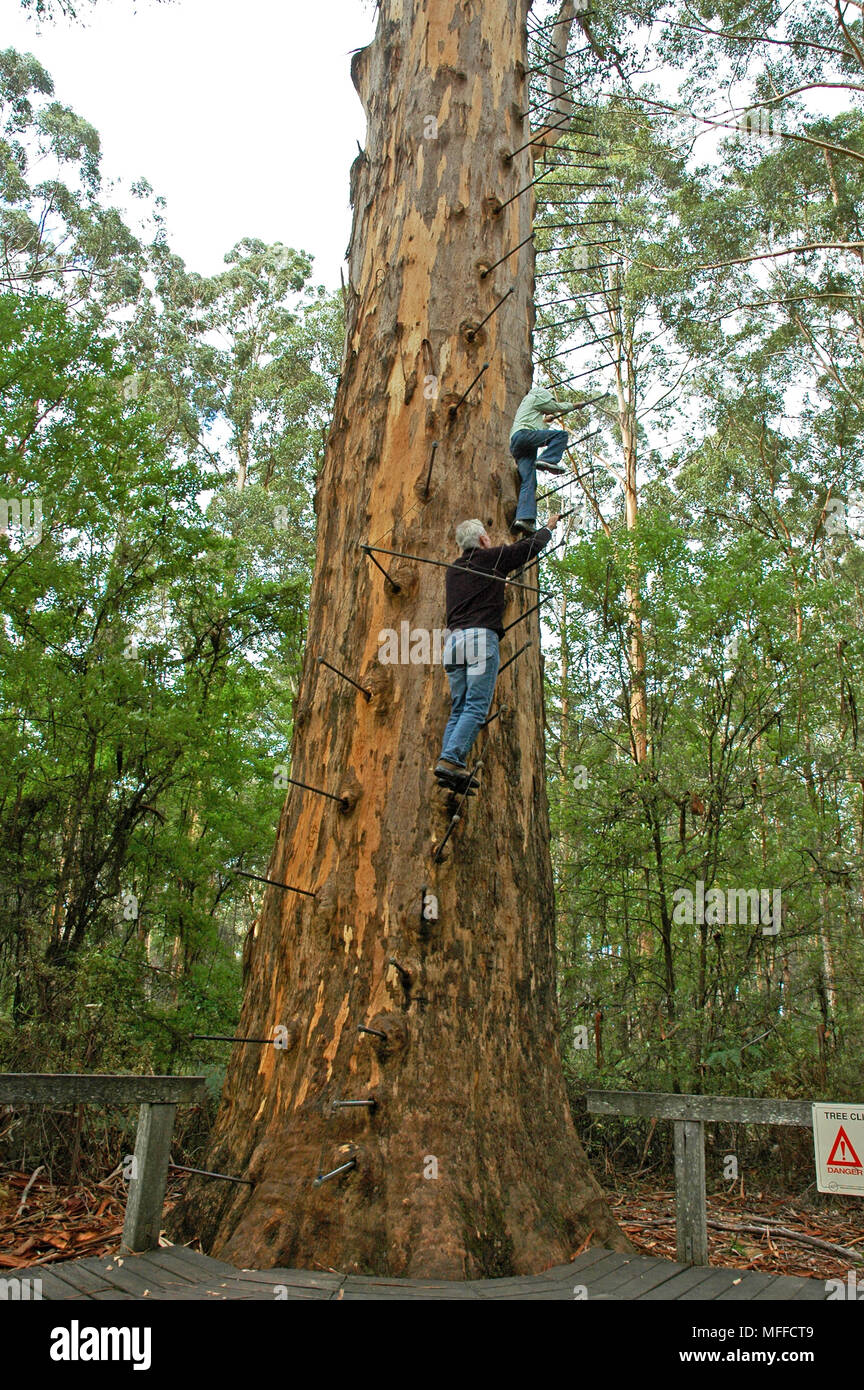 Father and daughter climbing the Gloucester Tree, giant Karri tree once ...