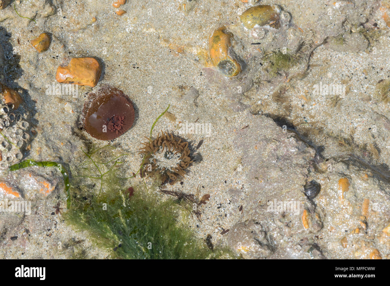 Actinia equina hi-res stock photography and images - Alamy