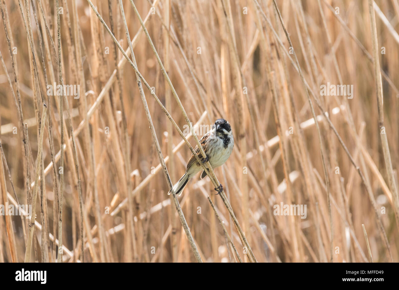 Reeds roseaux hi-res stock photography and images - Alamy
