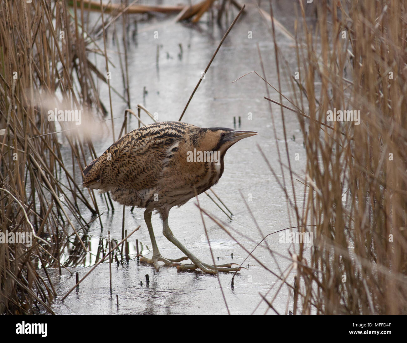 Bittern (Botaurus stellaris Stock Photo - Alamy