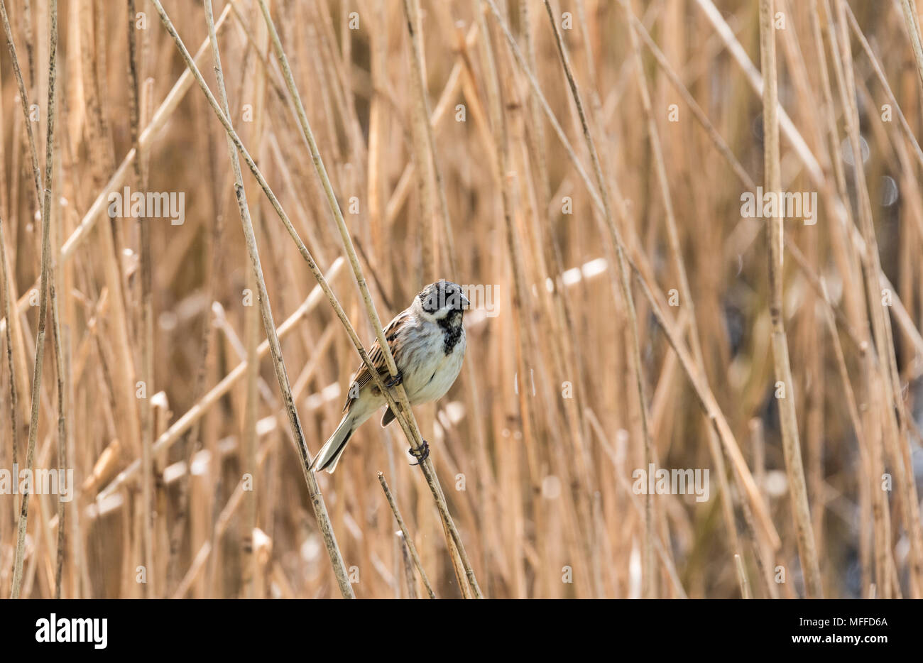 A male Reed Bunting (Emberiza schoeniclus) perched on a reed stem Stock ...